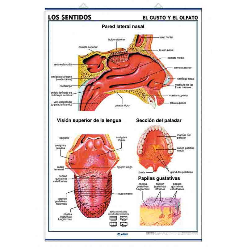 Los Sentidos, El Oído y el Tacto / El Gusto y el Olfato 70 x 100 cm ...